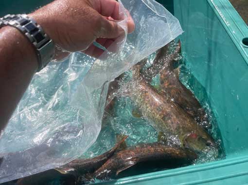 2022年度----KenCube養鱒場