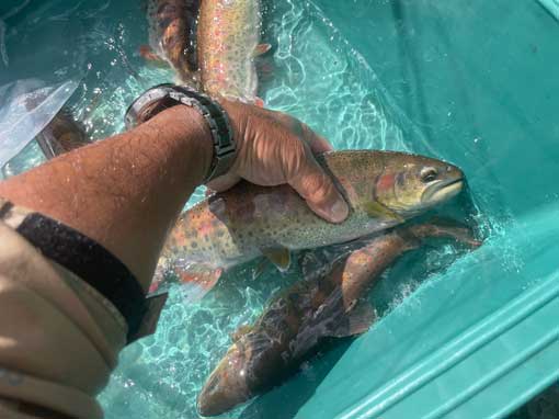 2022年度----KenCube養鱒場