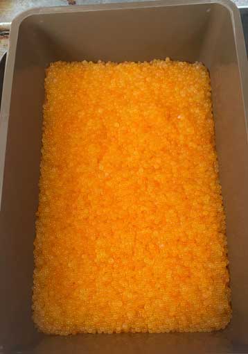 2022年度----KenCube養鱒場