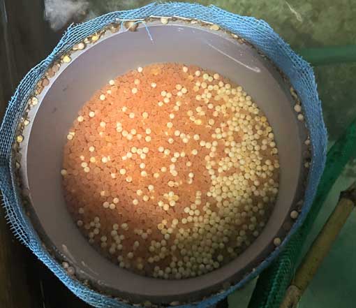 2022年度----KenCube養鱒場