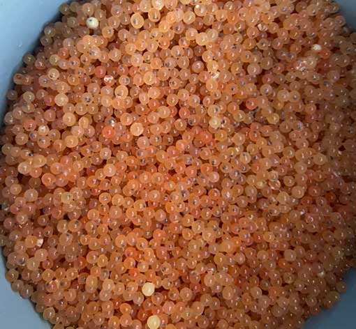 2022年度----KenCube養鱒場