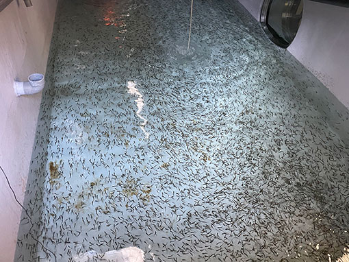 2022年度----KenCube養鱒場